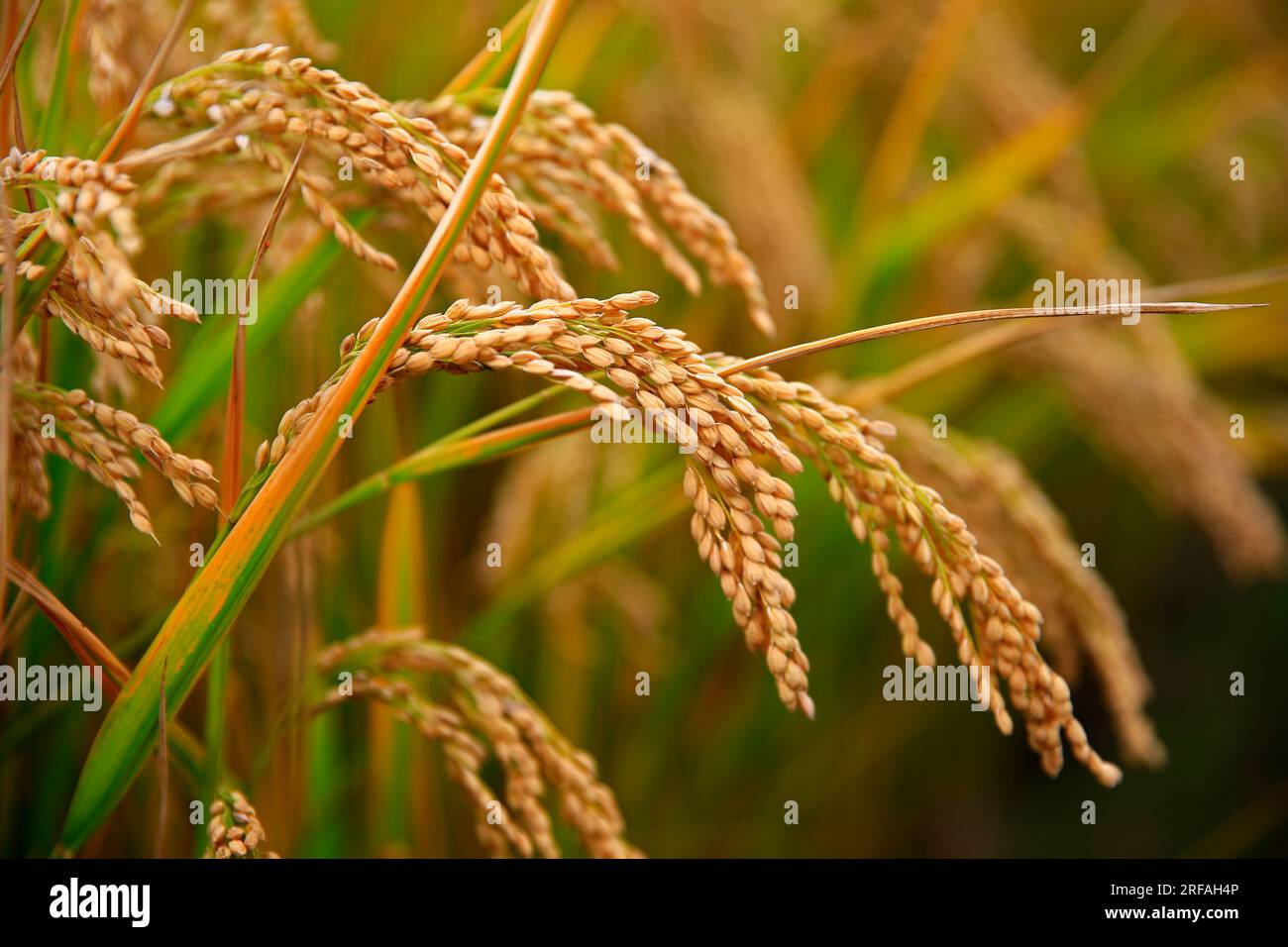 Mature rice farm in the country Stock Photo - Alamy
