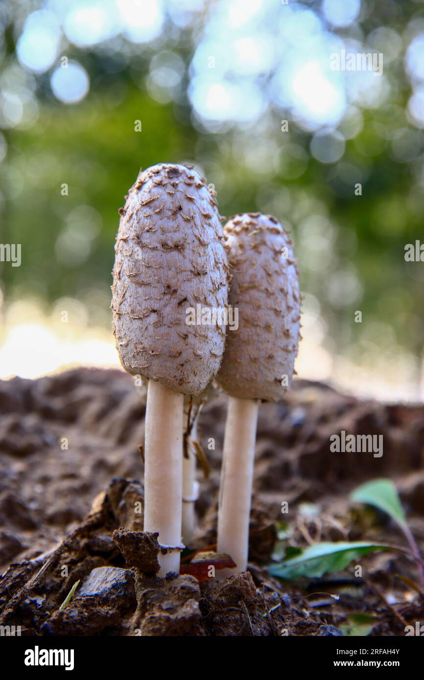 Summer in the forest growth of wild fungus, mushrooms Stock Photo - Alamy