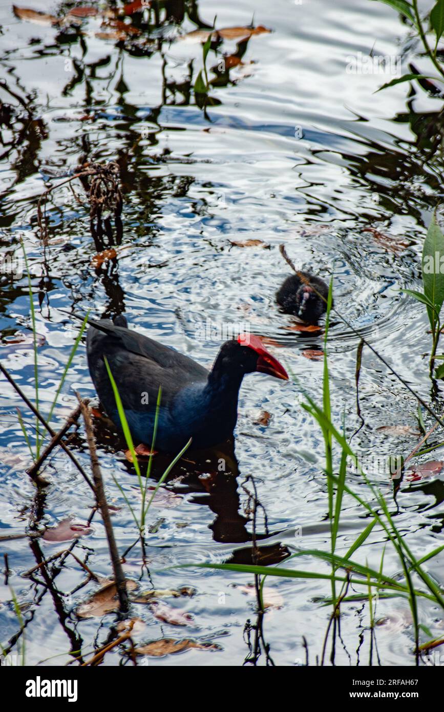 Purple swamphen bird swamp hi-res stock photography and images - Alamy