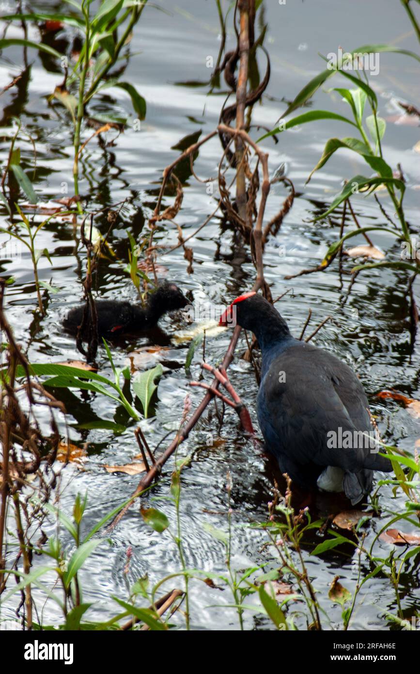 Purple swamphen bird swamp hi-res stock photography and images - Alamy