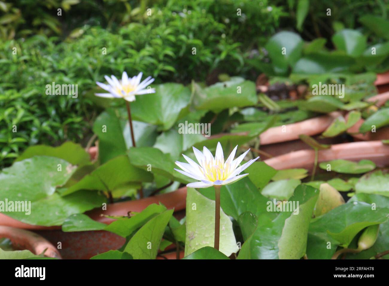 Pygmy water lily flower plant on pot in farm for harvest are cash crops ...