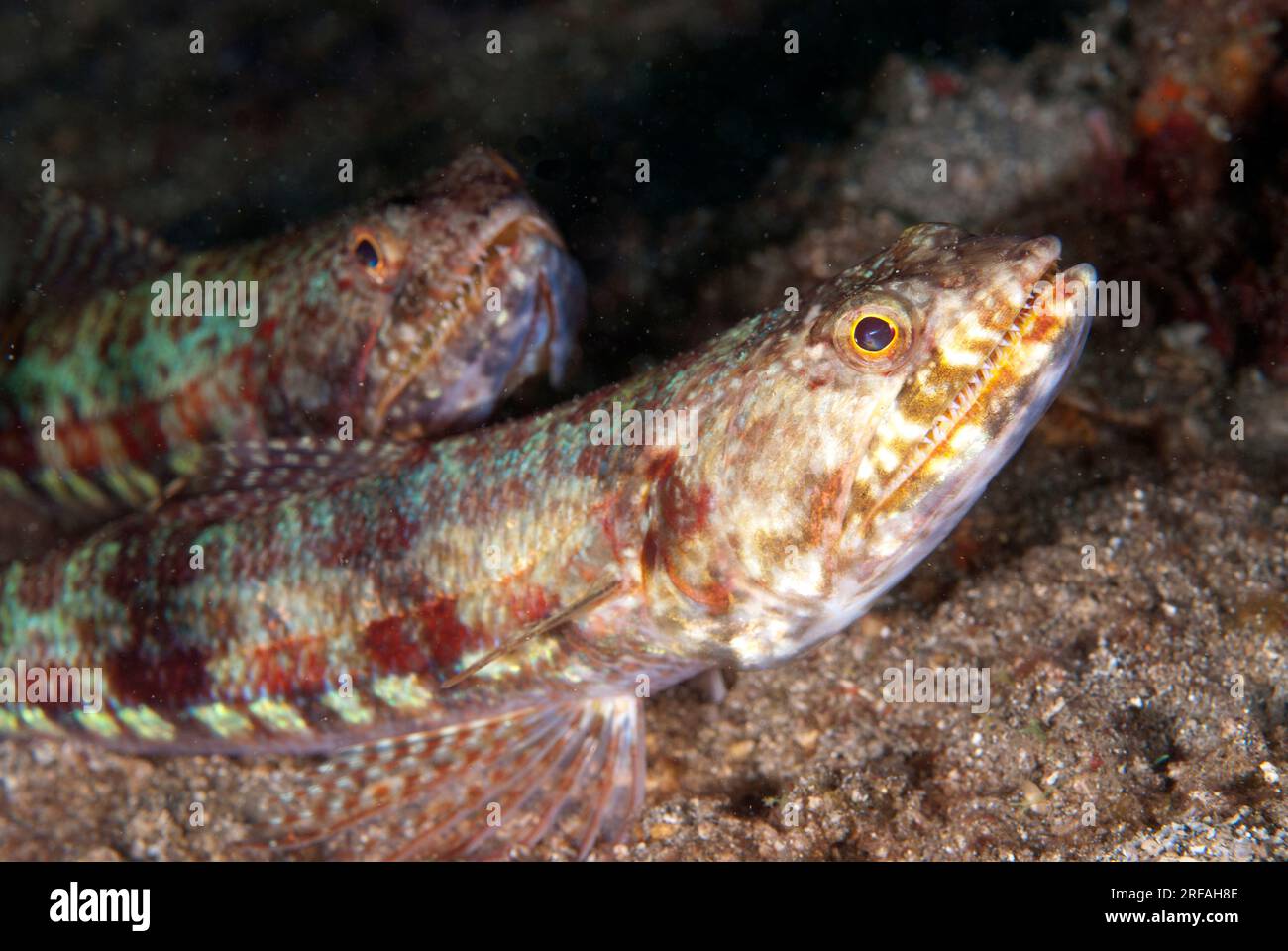 Reef Lizardfish, Synodus variegatus, Makawide Wall dive site, Lembeh ...