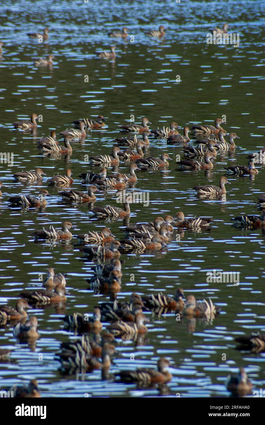 Mangrove swamp northern queensland australia hi-res stock photography ...