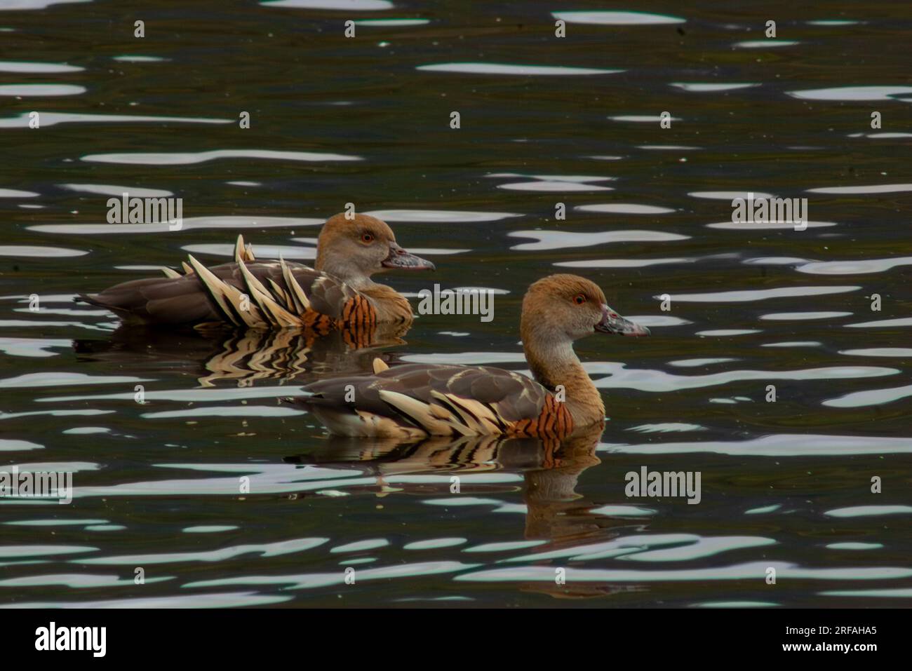 Swamp duck hi-res stock photography and images - Alamy