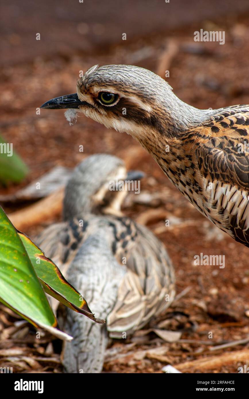 Bush stone-curlew, Burhinus grallarius, Burhinus magnirostris ...