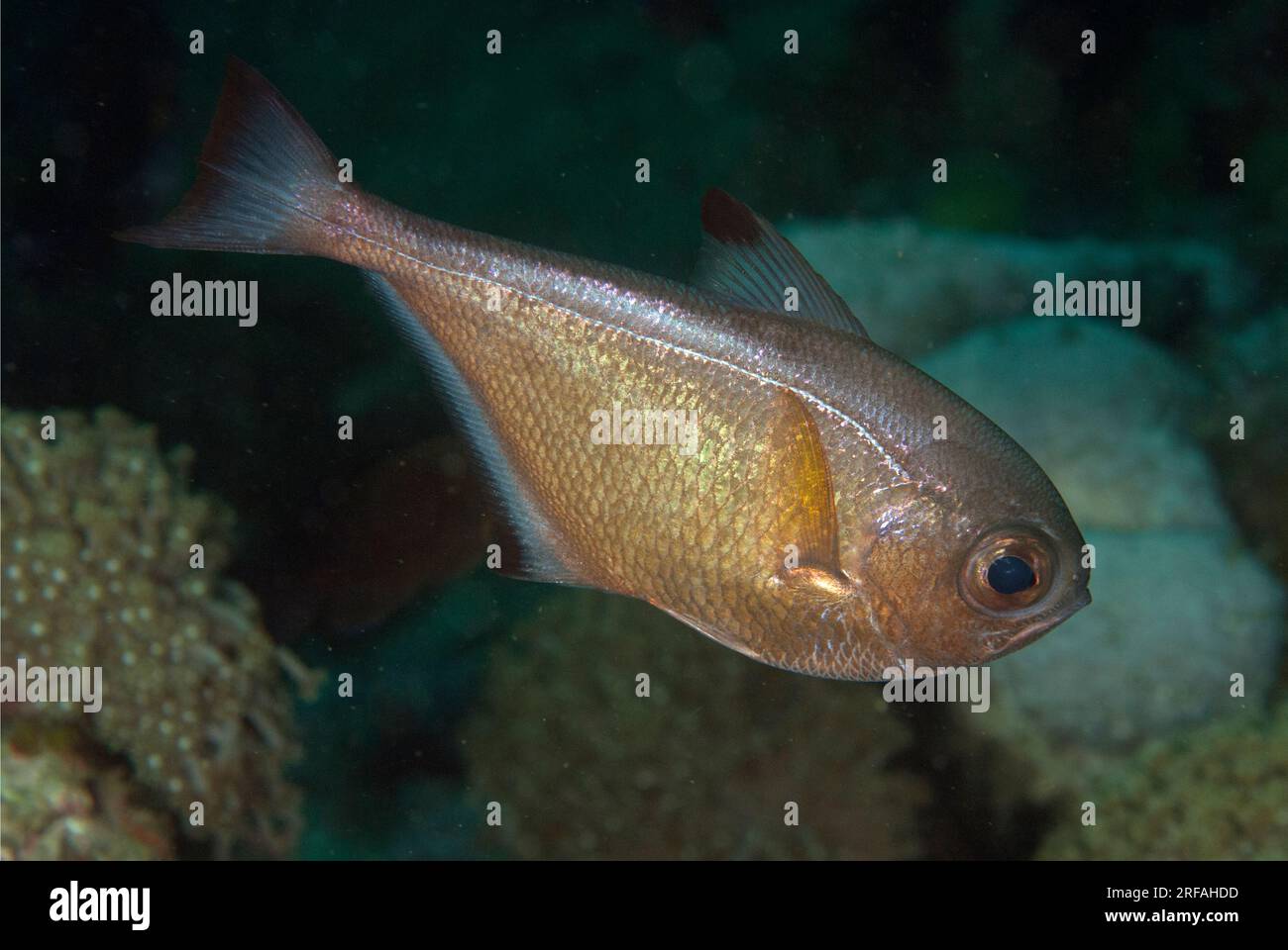 Vanikoro Sweeper, Pempheris vanicolensis, Makawide Wall dive site ...
