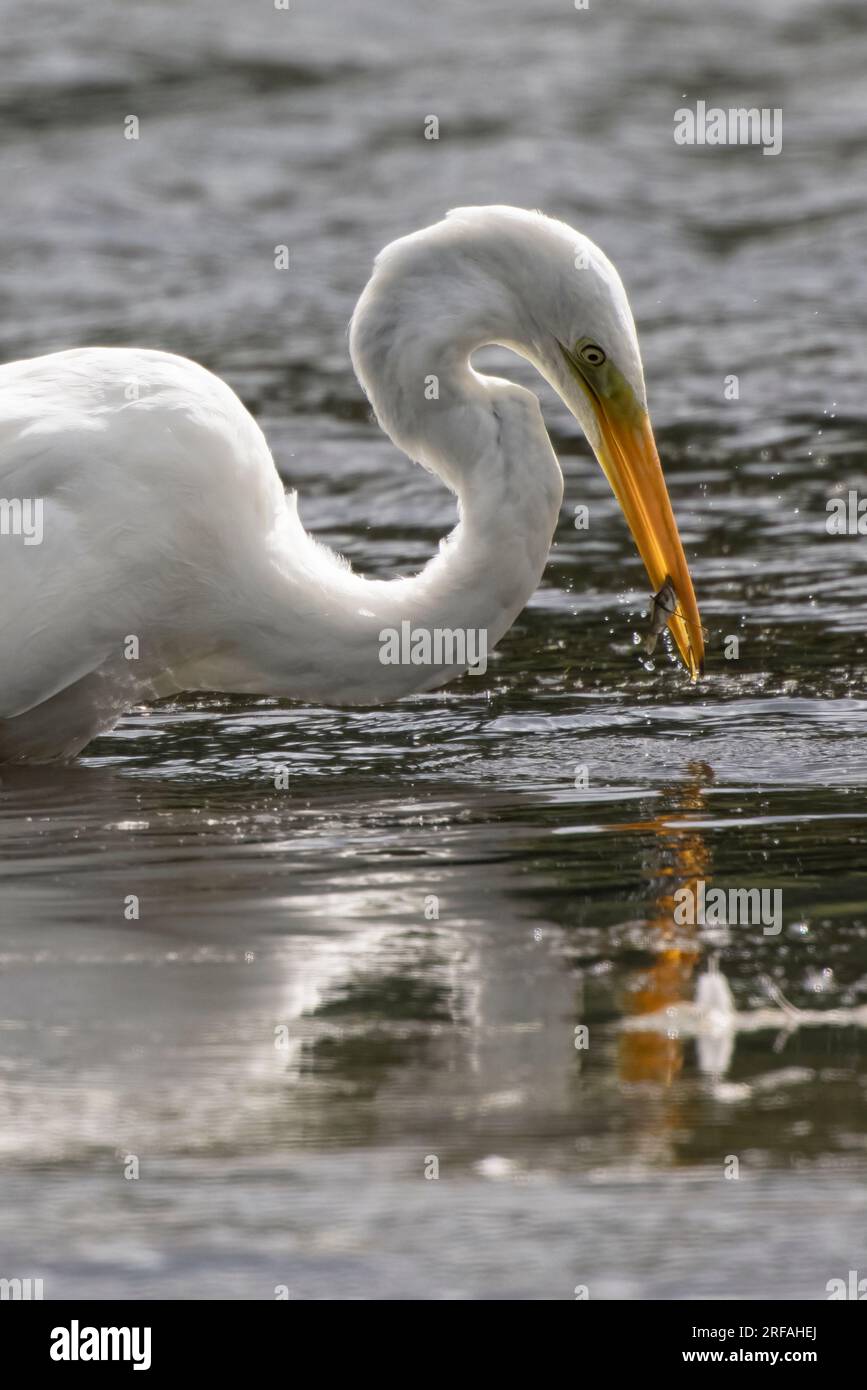 Great white egret catching a fish in it's long beak upright image Stock ...