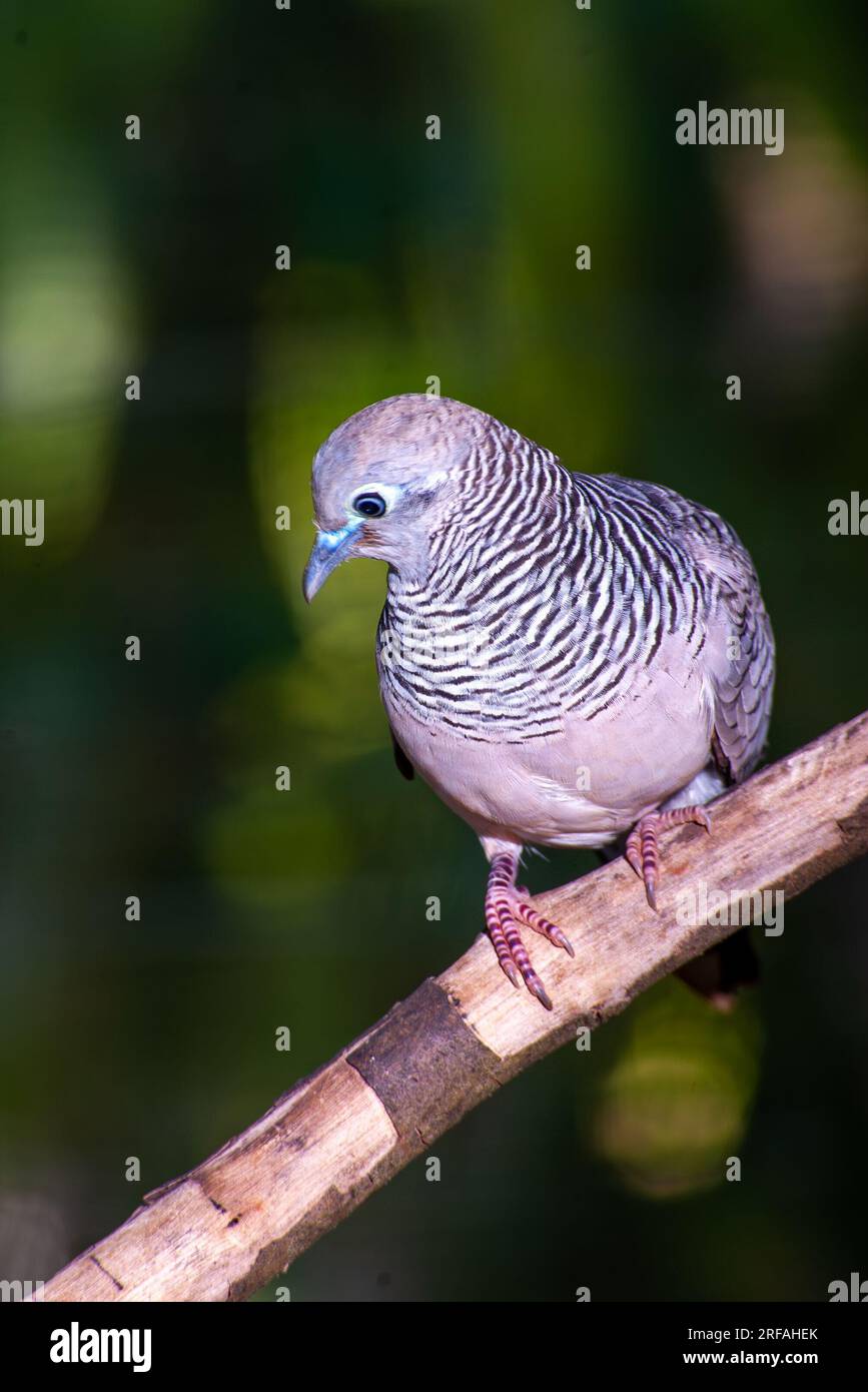 Ground feeding bird australia hi-res stock photography and images - Alamy