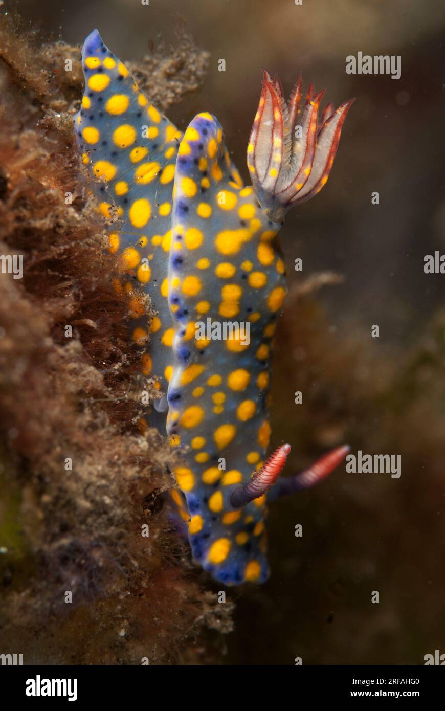 Painted Hypselodoris Nudibranch, Hypselodoris infucata, TK1 dive site ...