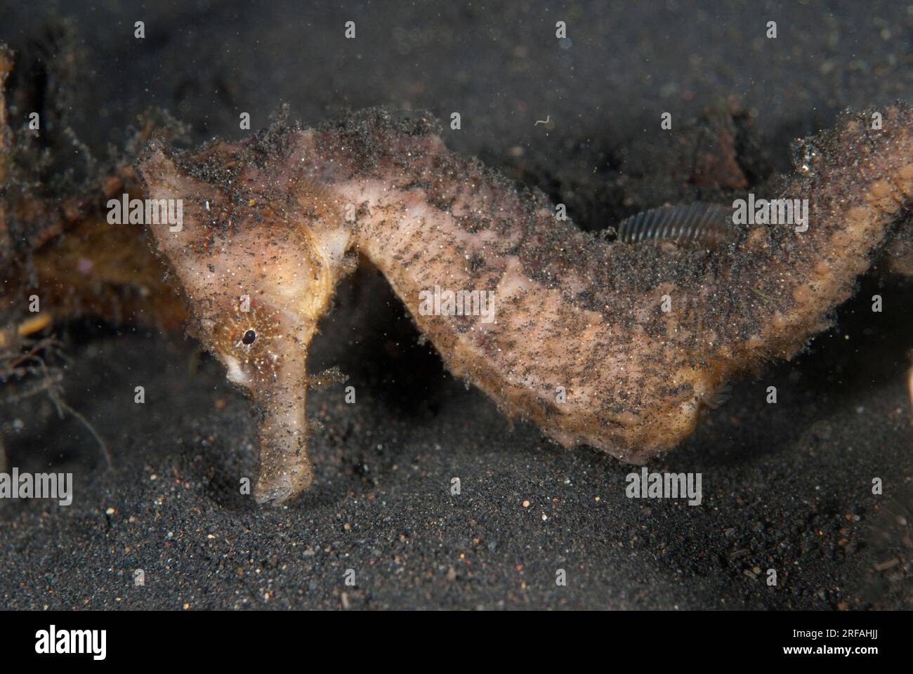 Estuary Seahorse, Hippocampus kuda, TK1 dive site, Lembeh Straits ...