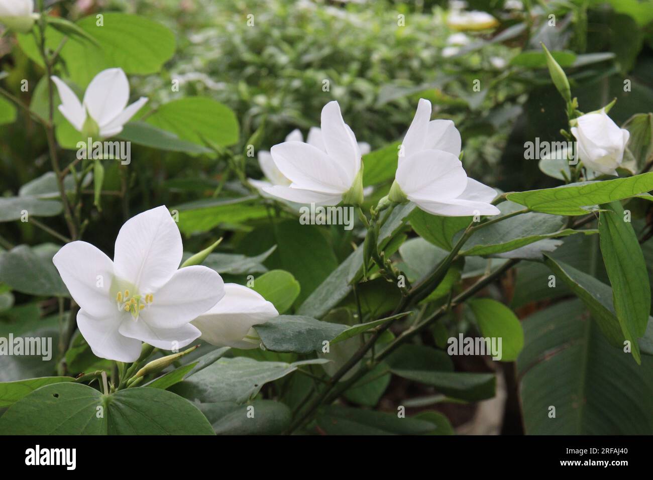 Bauhinia acuminata white orchid plant on nursery for harvest are cash ...