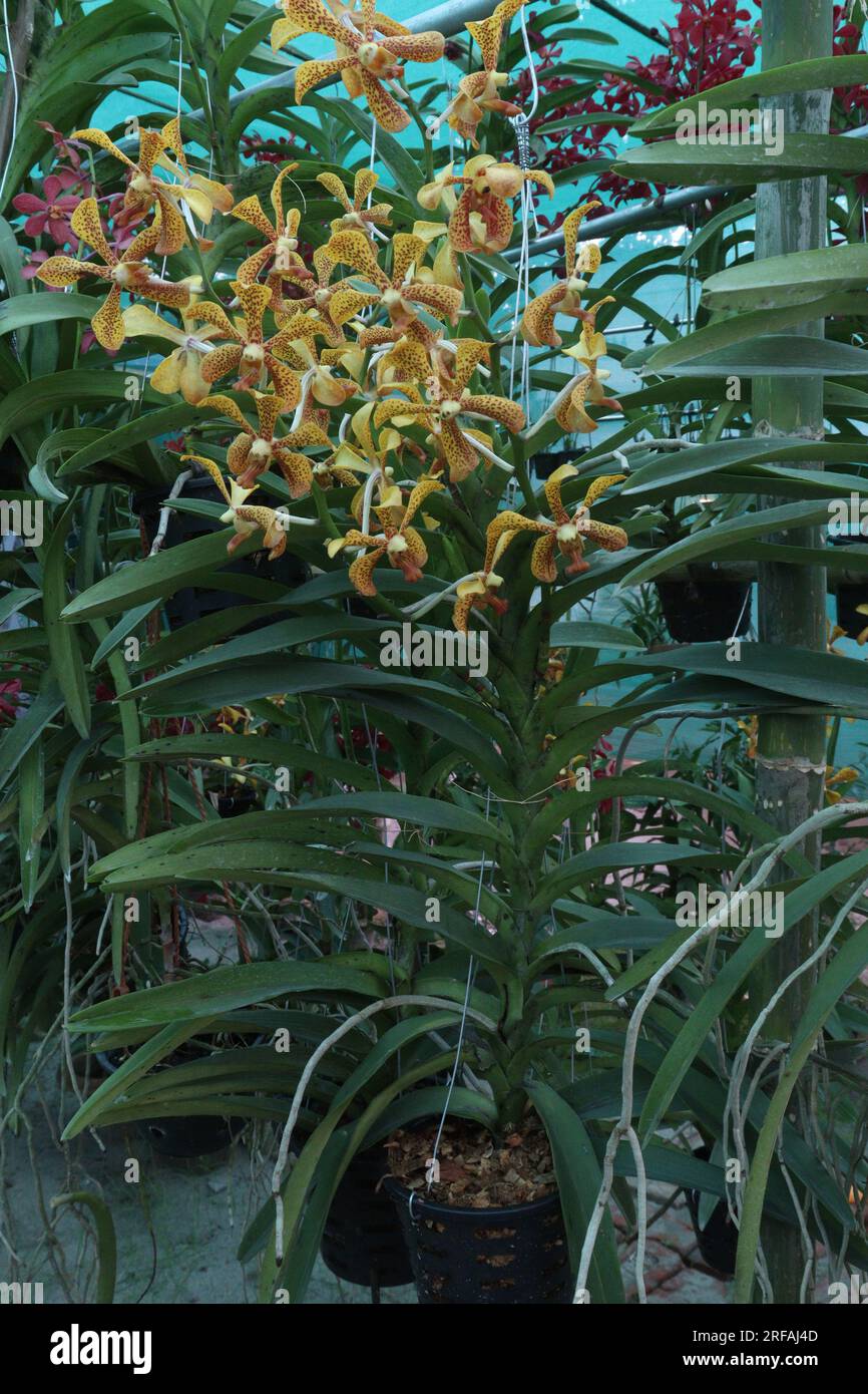 Vanda flower plant on farm for harvest are cash crops Stock Photo - Alamy