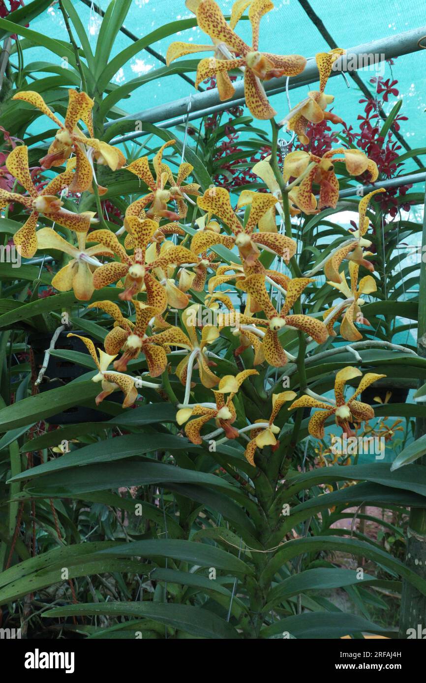 Vanda flower plant on farm for harvest are cash crops Stock Photo - Alamy