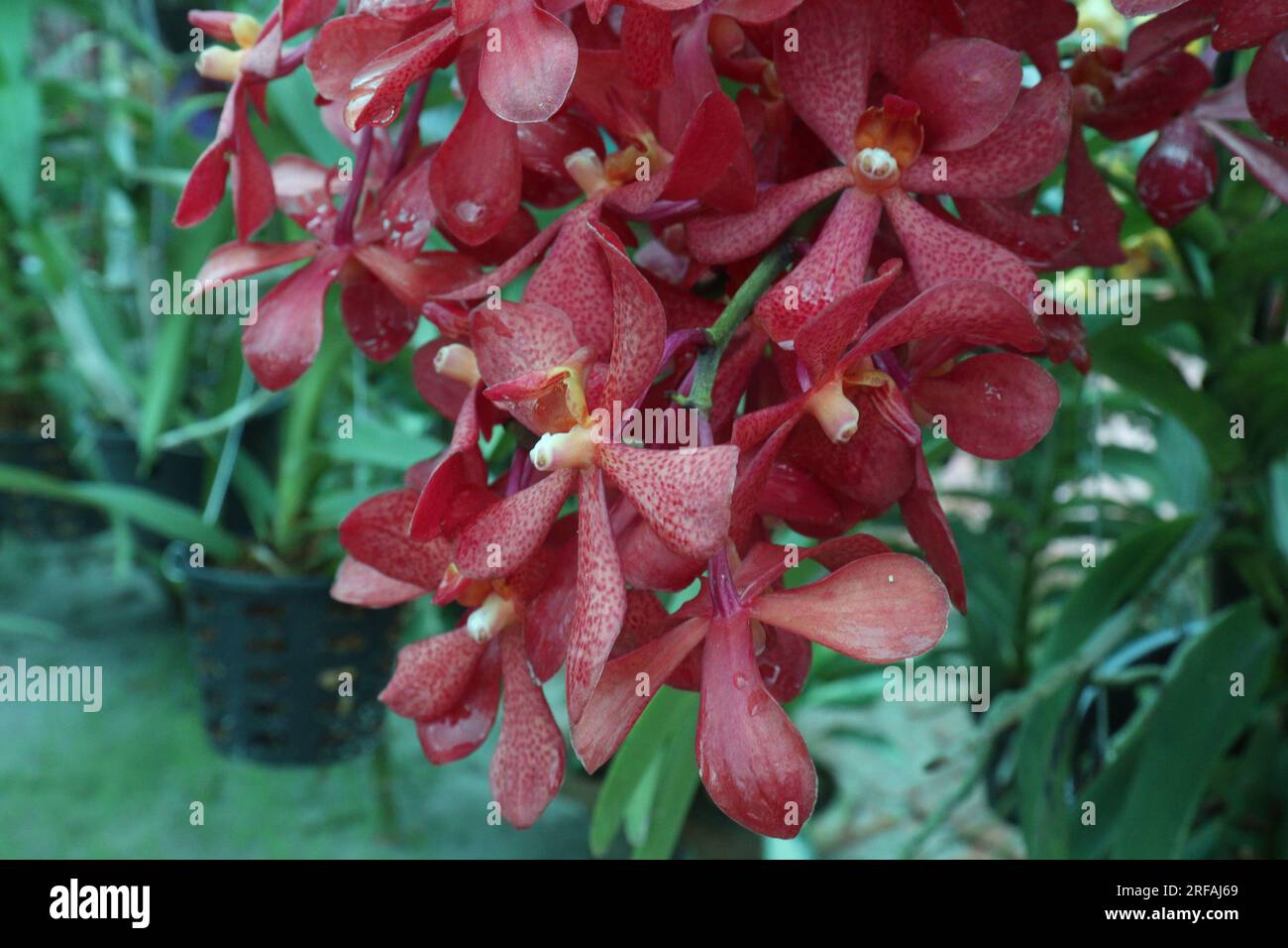 Vanda flower plant on farm for harvest are cash crops Stock Photo - Alamy