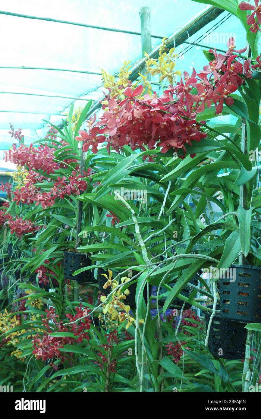 Vanda flower plant on farm for harvest are cash crops Stock Photo - Alamy