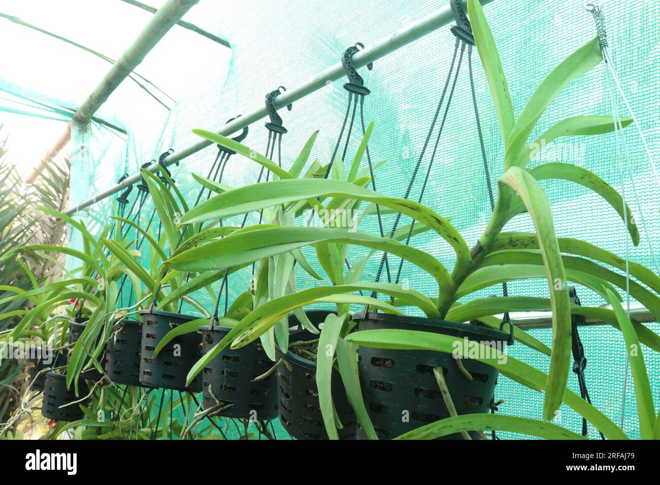 Vanda flower plant on farm for harvest are cash crops Stock Photo - Alamy