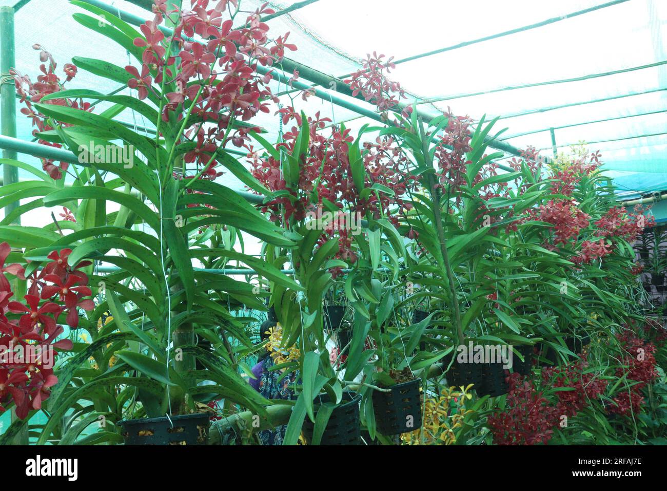 Vanda flower plant on farm for harvest are cash crops Stock Photo - Alamy