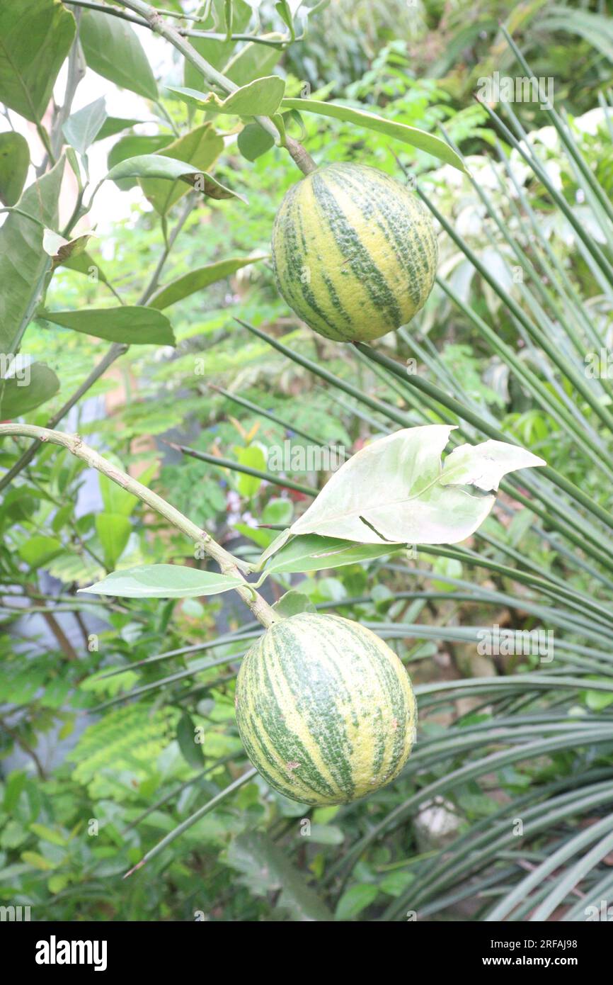 Variegated pink lemon fruit on tree in farm for harvest are cash crops ...