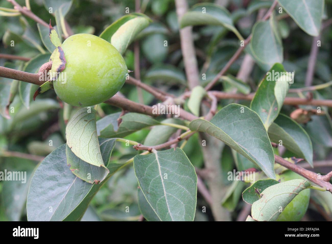 raw persimmon on tree in farm for harvest are cash crops Stock Photo ...