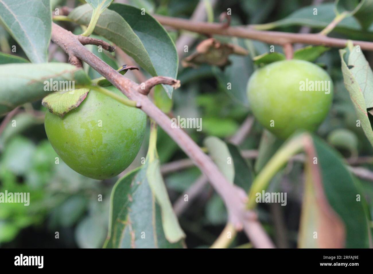 Persimmon tree field hi-res stock photography and images - Alamy