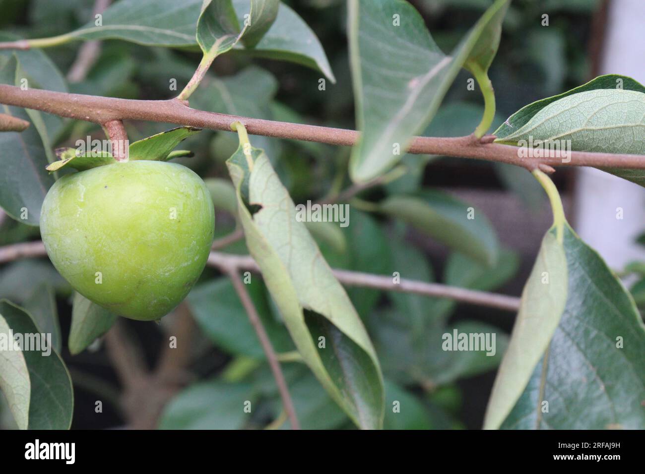 raw persimmon on tree in farm for harvest are cash crops Stock Photo ...