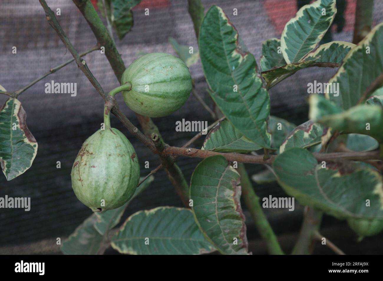 Variegated guava hi-res stock photography and images - Alamy