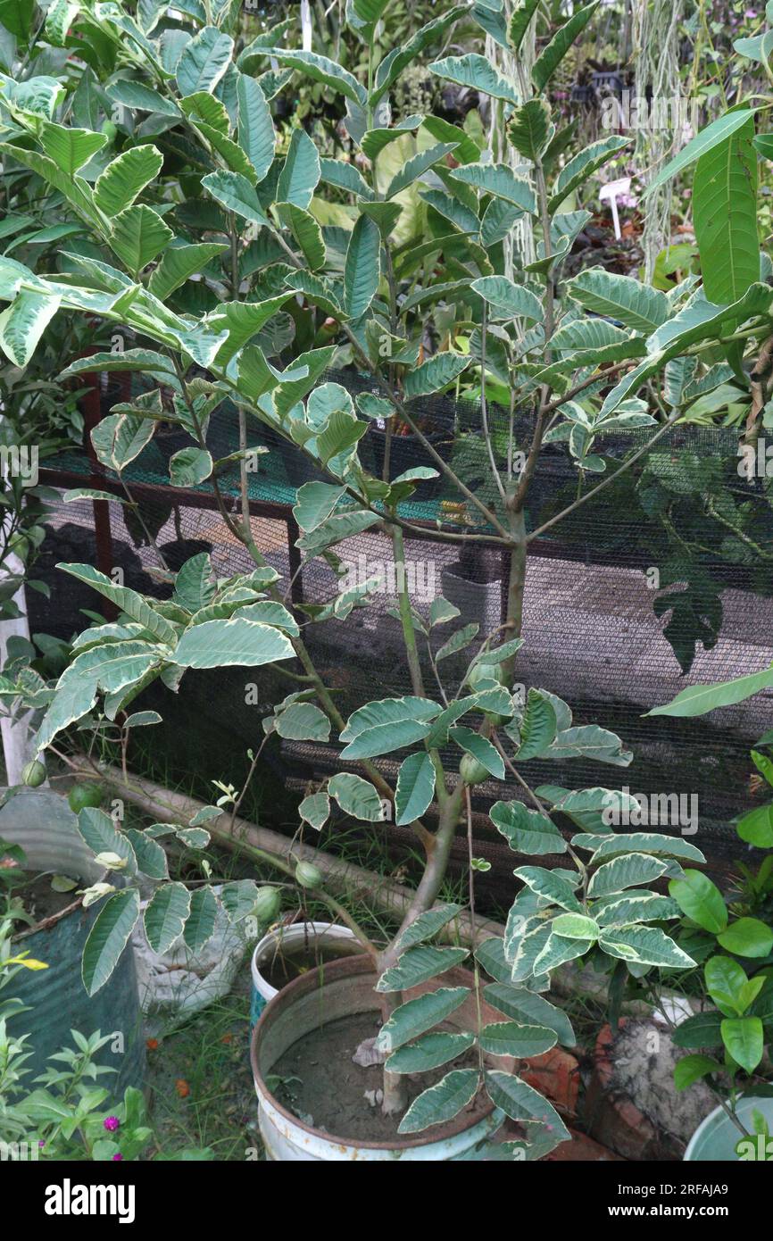 Variegated Guava on tree in farm for harvest are cash crops Stock Photo ...