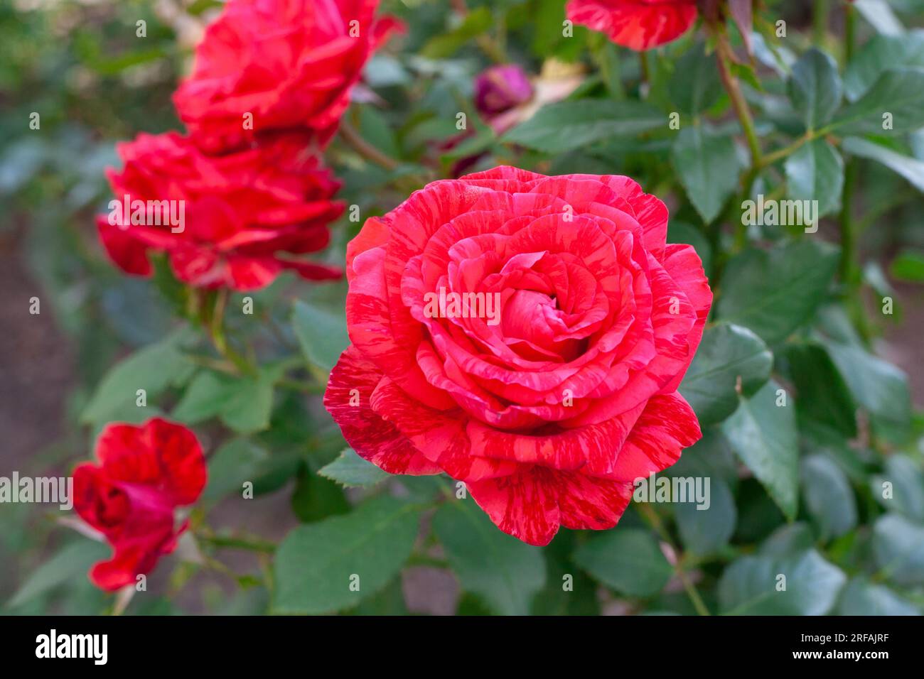 Fiesta rose. Marble rose. Red rose bush Stock Photo - Alamy