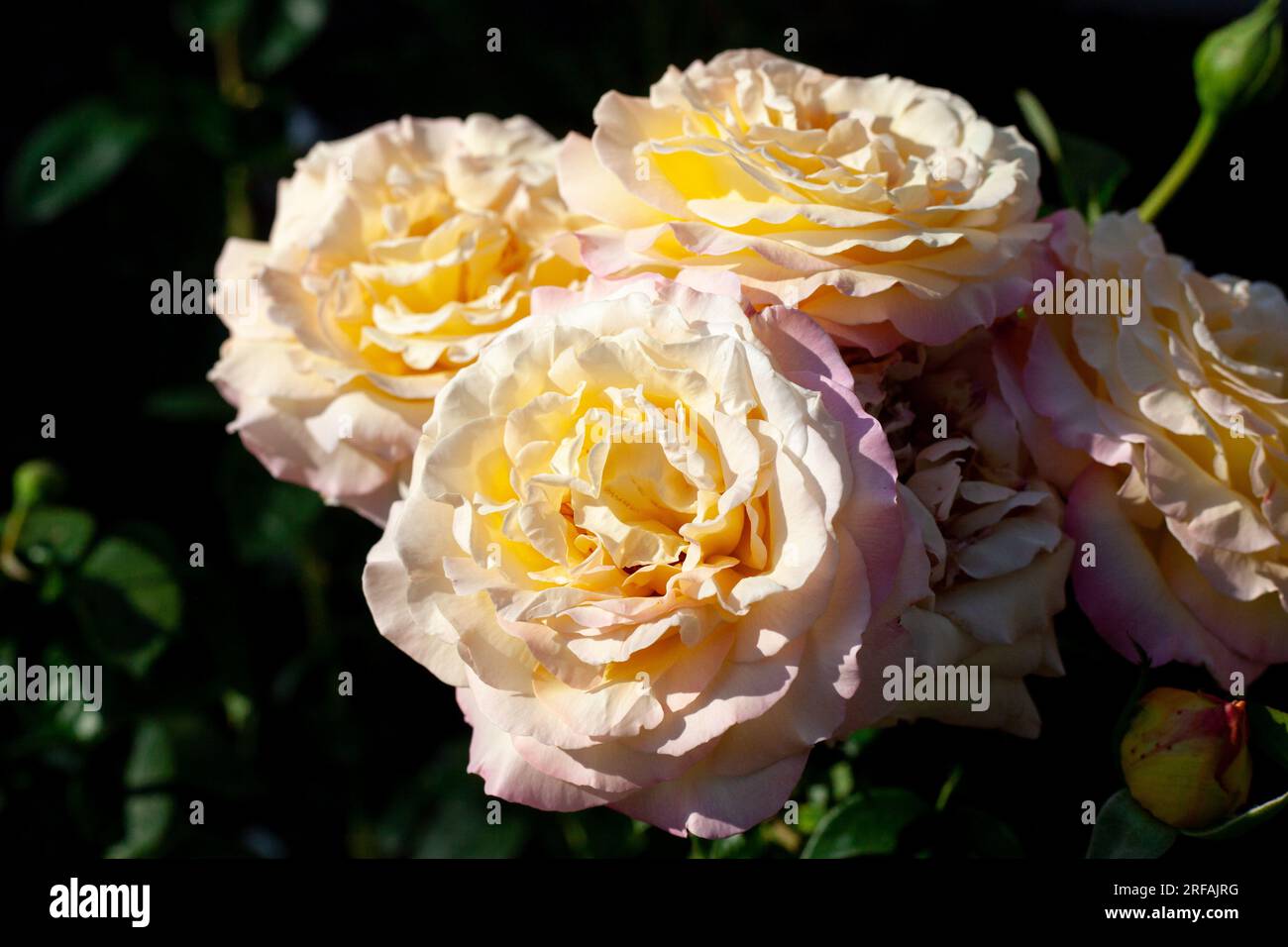 White rose bush hi-res stock photography and images - Alamy
