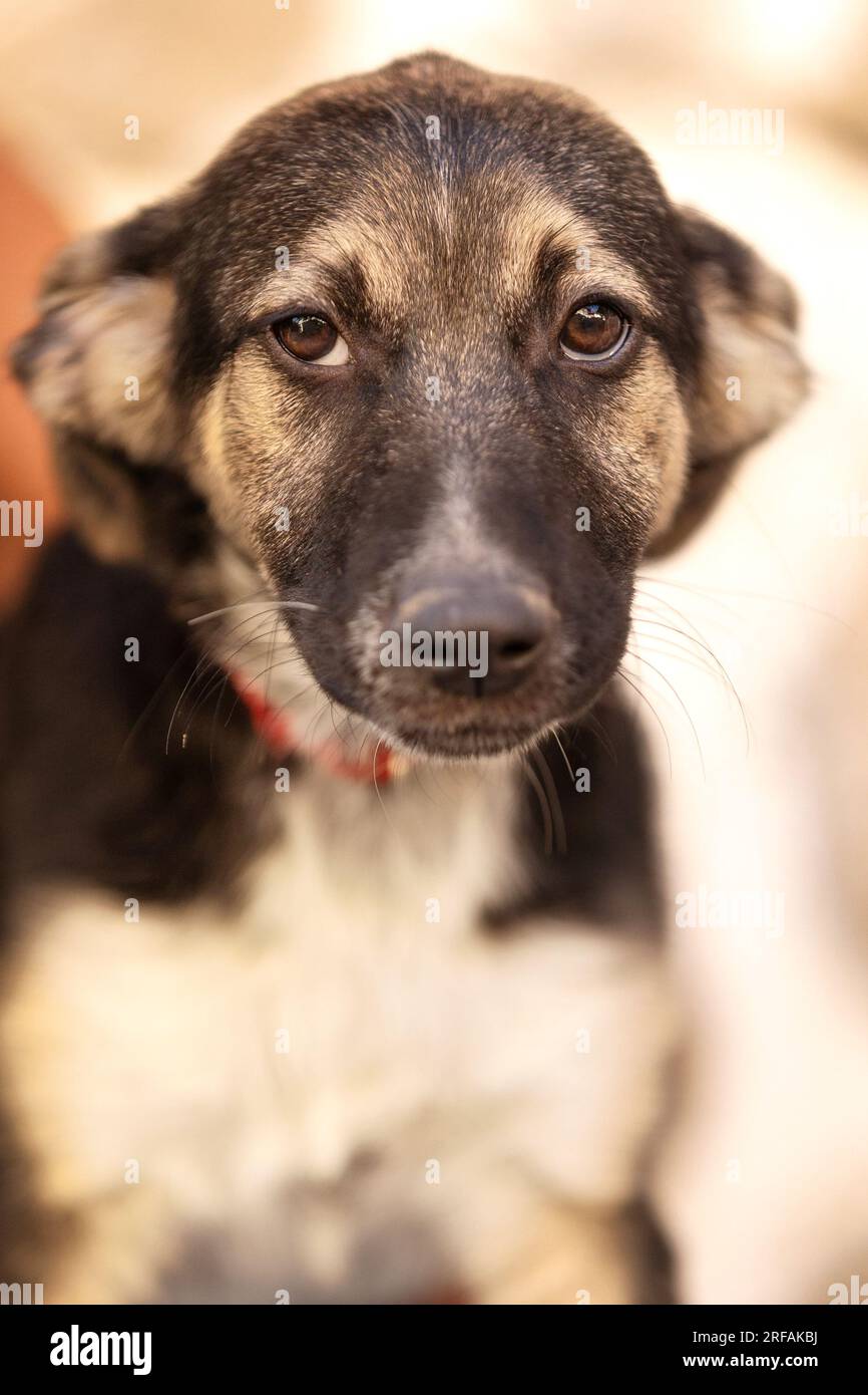 Rescue adoption dog puppy portrait with sad look on the face Stock ...