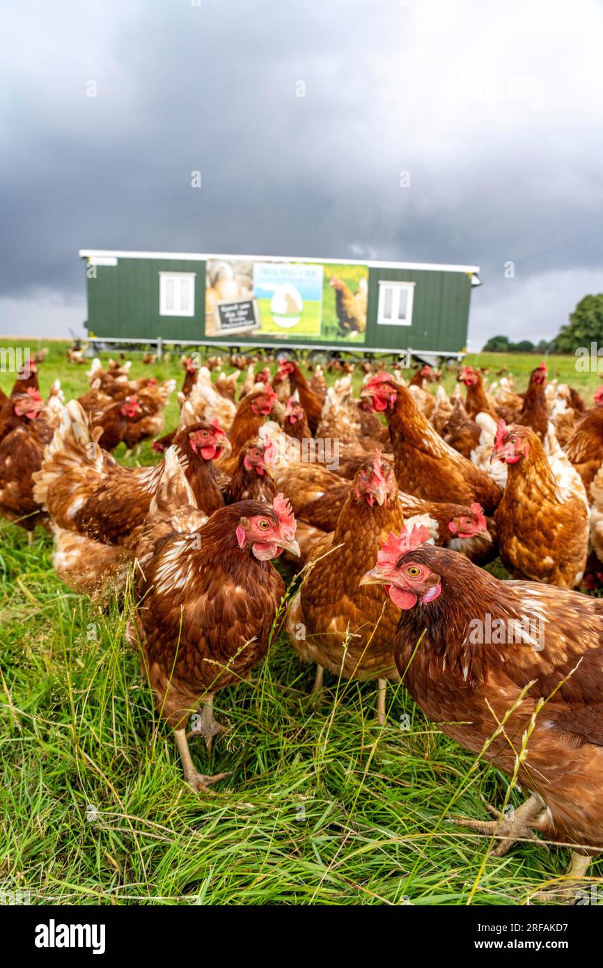 Chickens in a meadow, mobile housing, free-range chickens, free-range ...