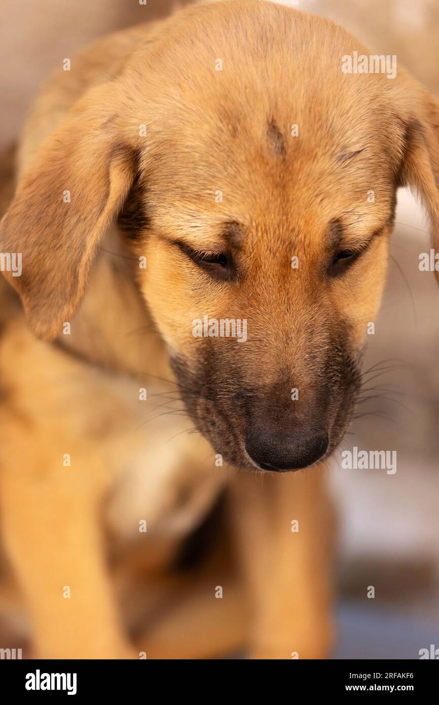 Rescue adoption dog puppy portrait with sad look on the face Stock ...