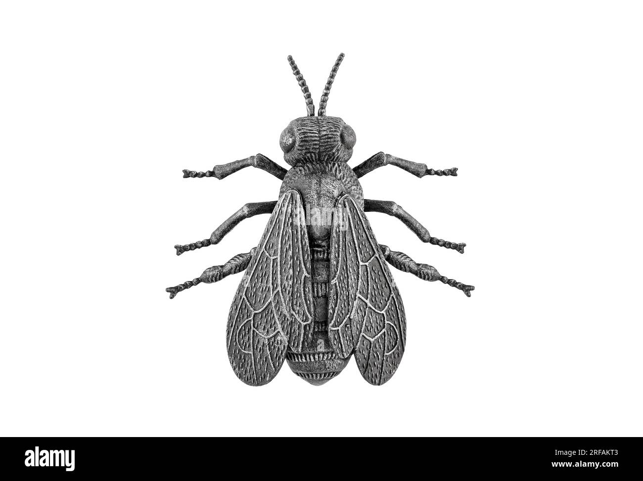 Black insect isolated on white background with clipping path Stock ...