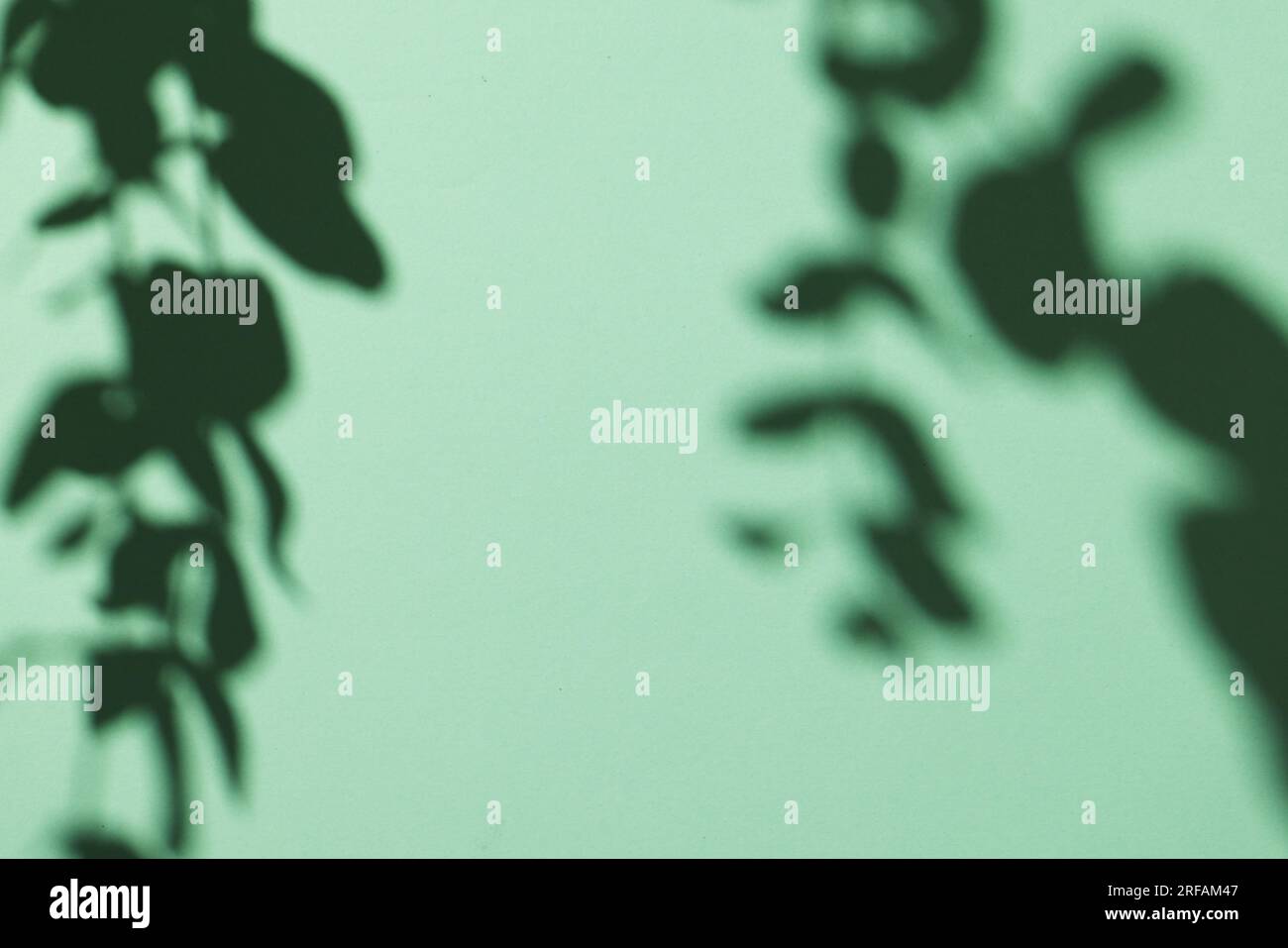 Green plant shadow on background hi-res stock photography and images ...