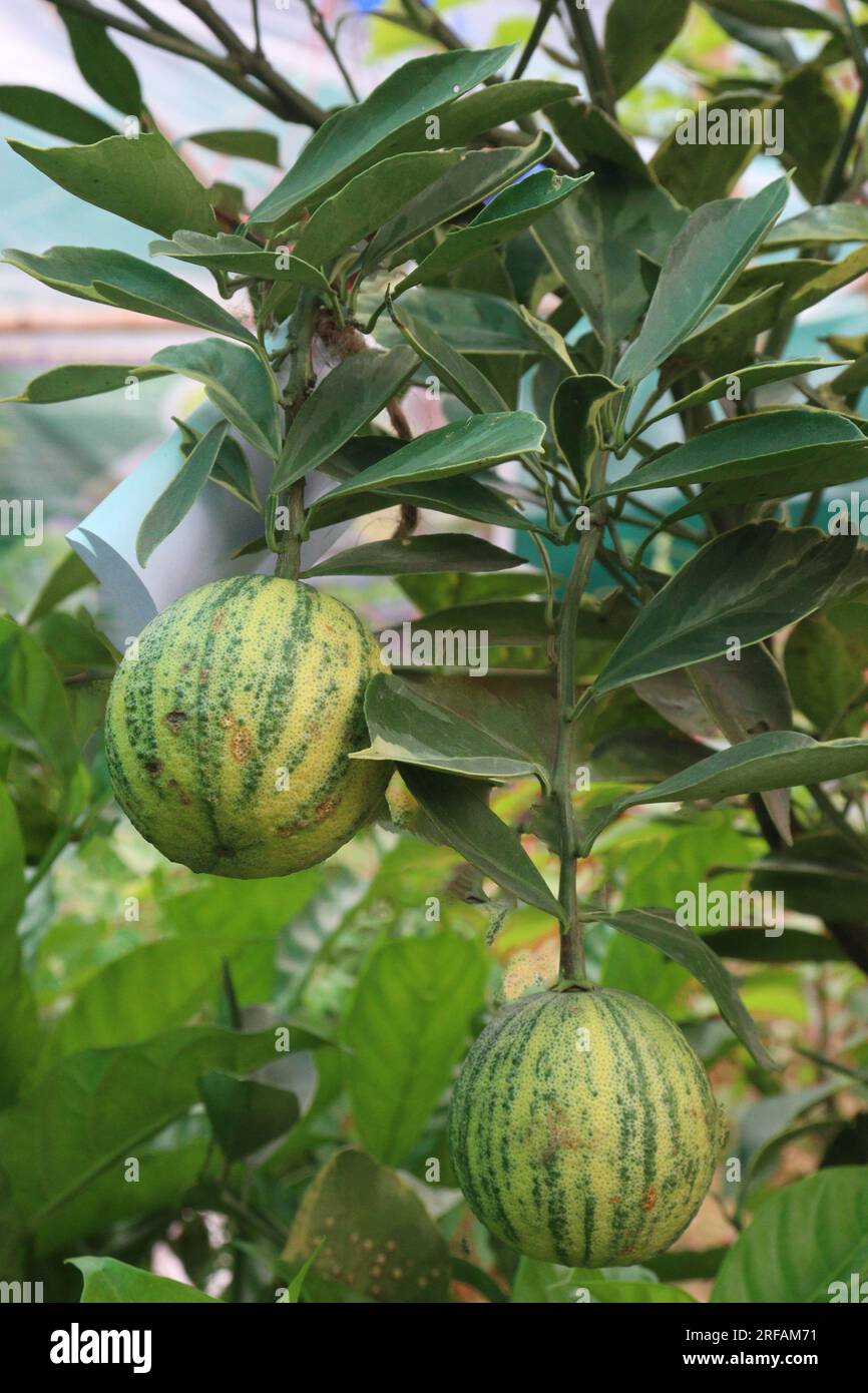 Variegated pink lemon fruit on tree in farm for harvest are cash crops ...