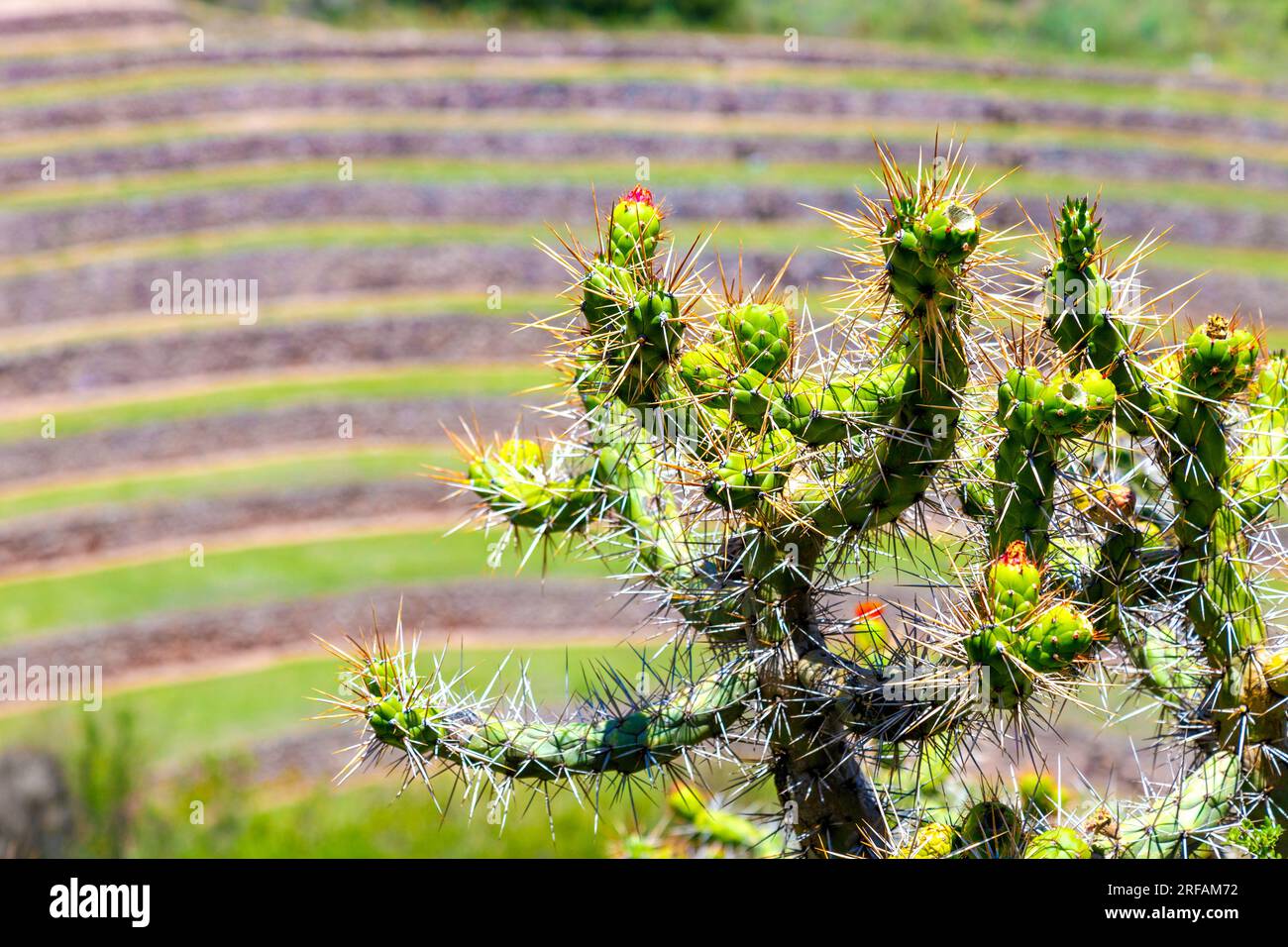 Cactus plant in Morach Inca archeological site, Moray, Sacred Valley ...