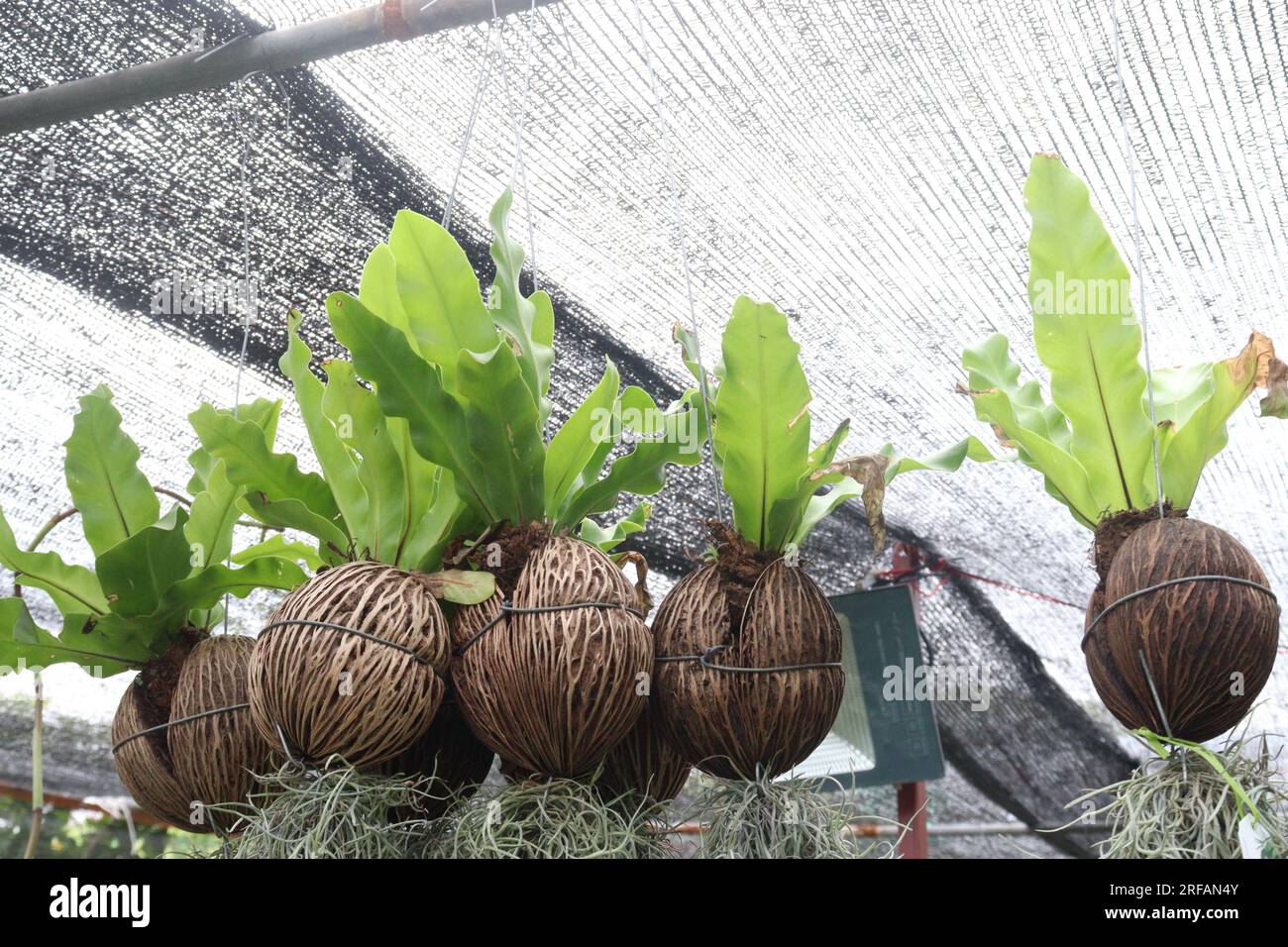 Asplenium nidus leaf plant also called Bird's-nest fern on pot in farm ...