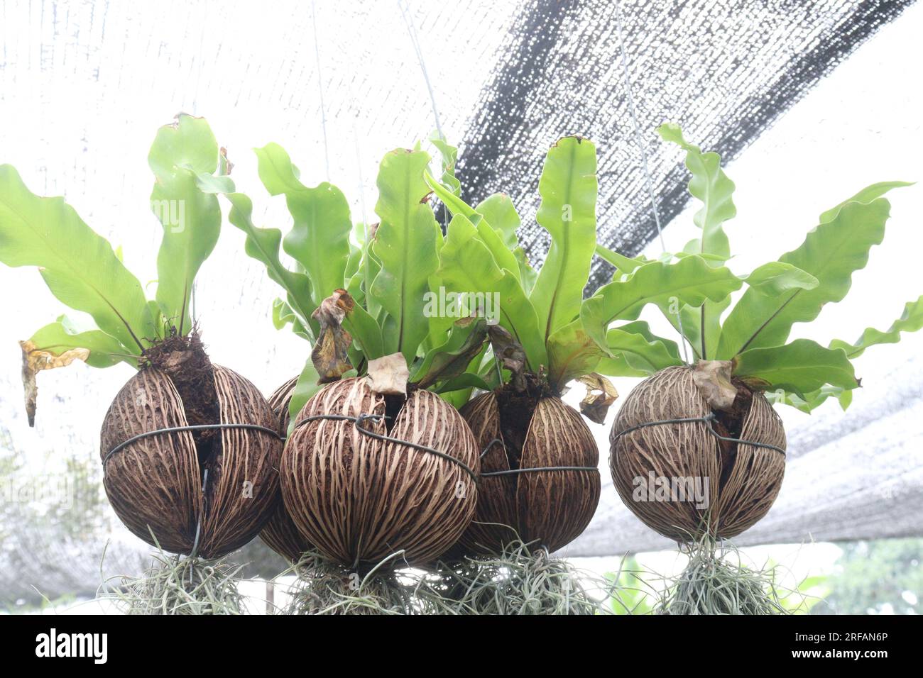 Asplenium nidus leaf plant also called Bird's-nest fern on pot in farm ...
