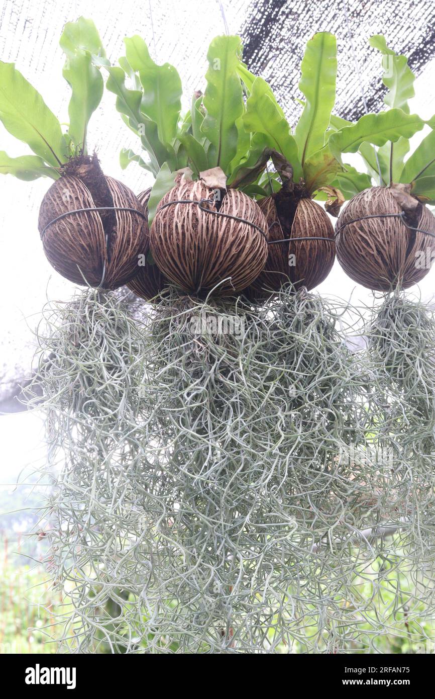 Asplenium nidus leaf plant also called Bird's-nest fern on pot in farm ...