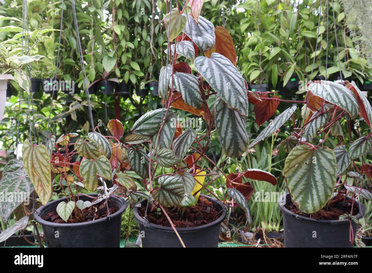 Piper ornatum leaf plant on farm for harvest are cash crops Stock Photo ...