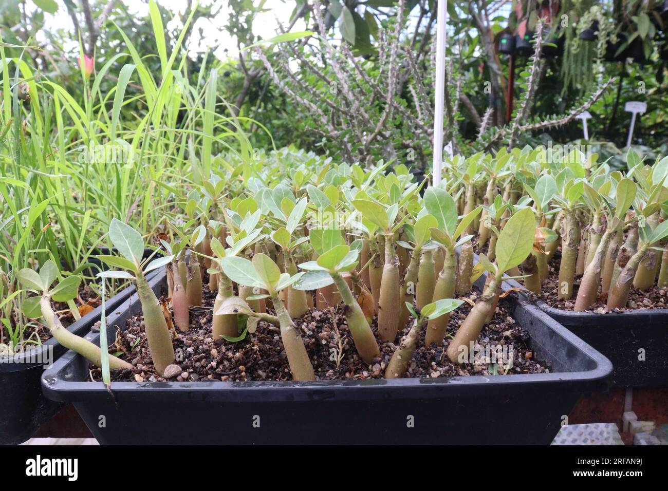 Adenium arabicum tree on farm for harvest are cash crops Stock Photo ...