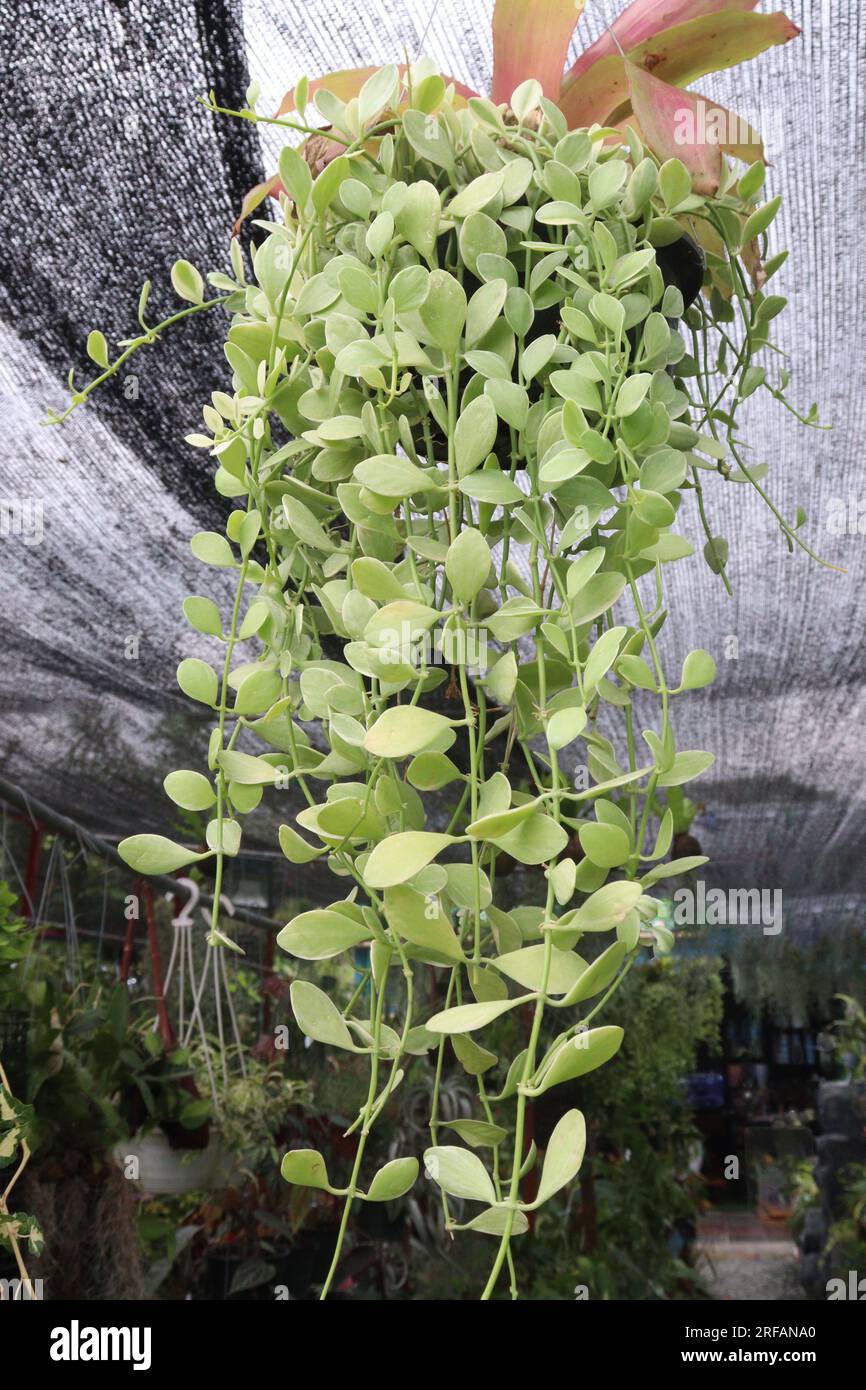 Dischidia tree plant on farm for harvest are cash crops Stock Photo - Alamy