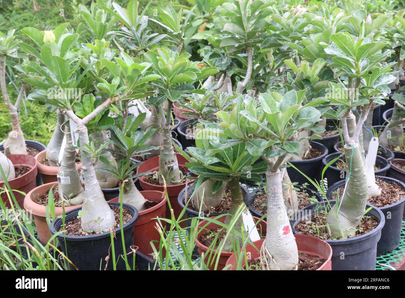 Adenium arabicum tree on farm for harvest are cash crops Stock Photo ...