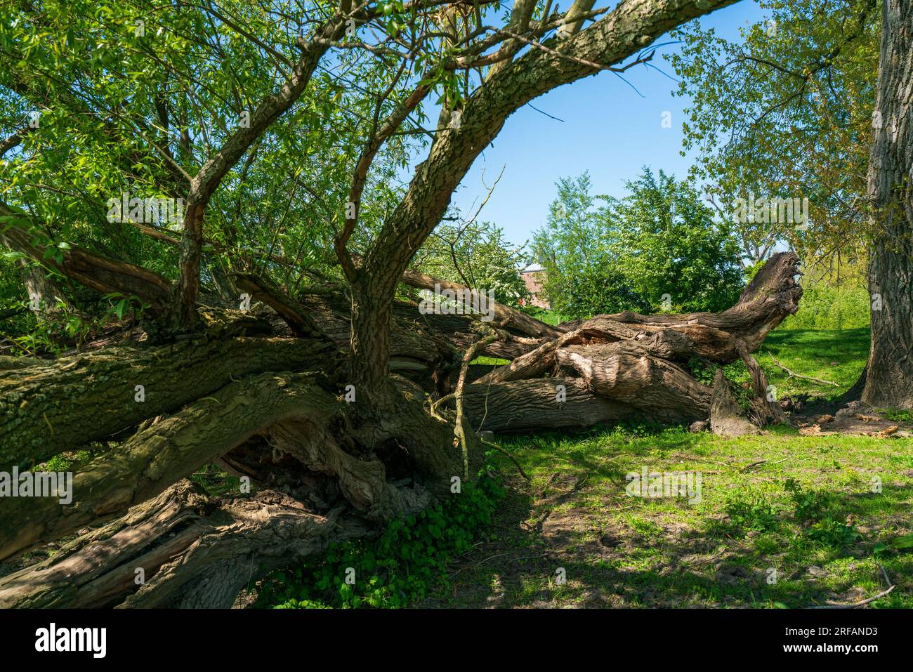 In the midst of the vibrant spring countryside, a fallen old tree ...