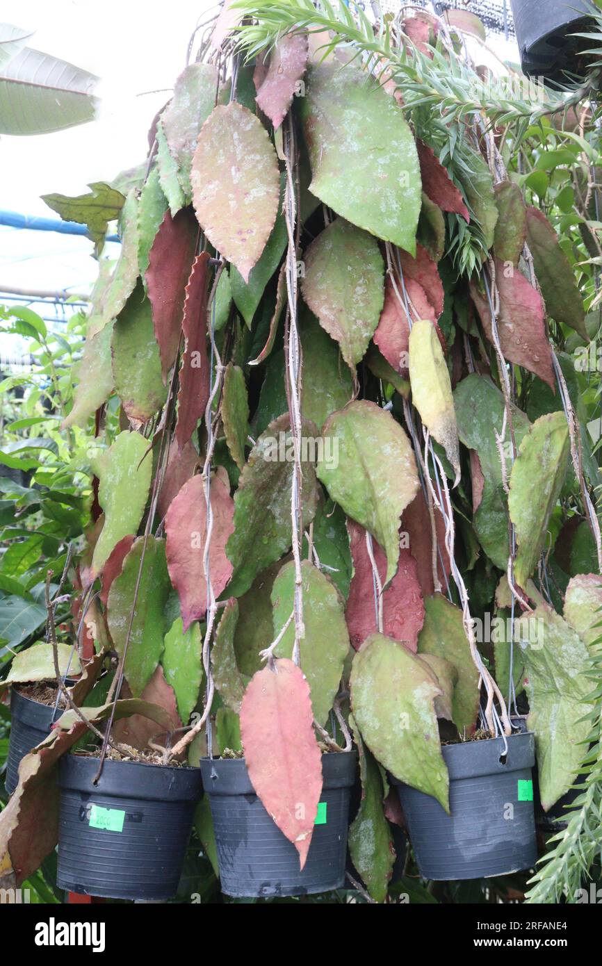 Hoya caudata hi-res stock photography and images - Alamy