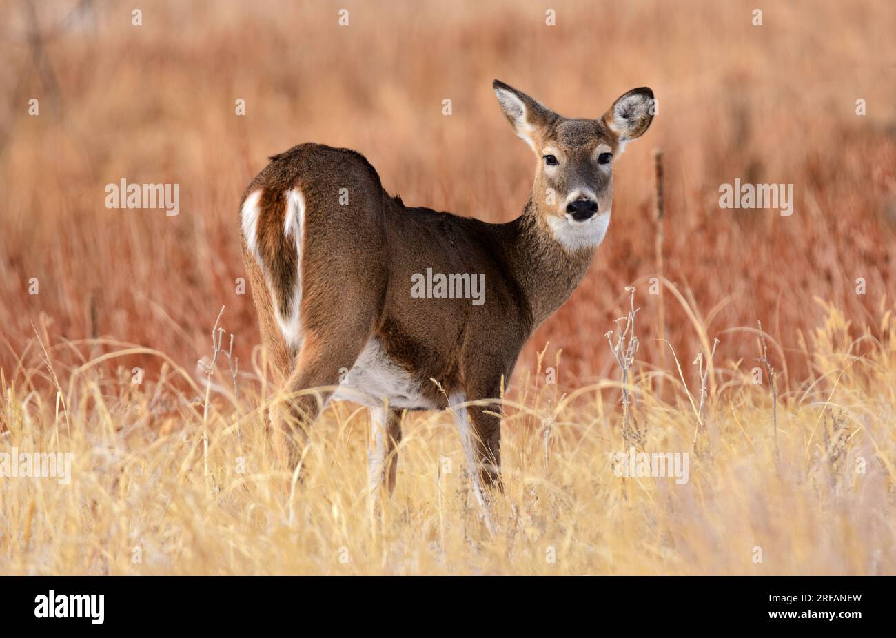 white tailed doe in the grasses in winter along the wildlife drive in ...