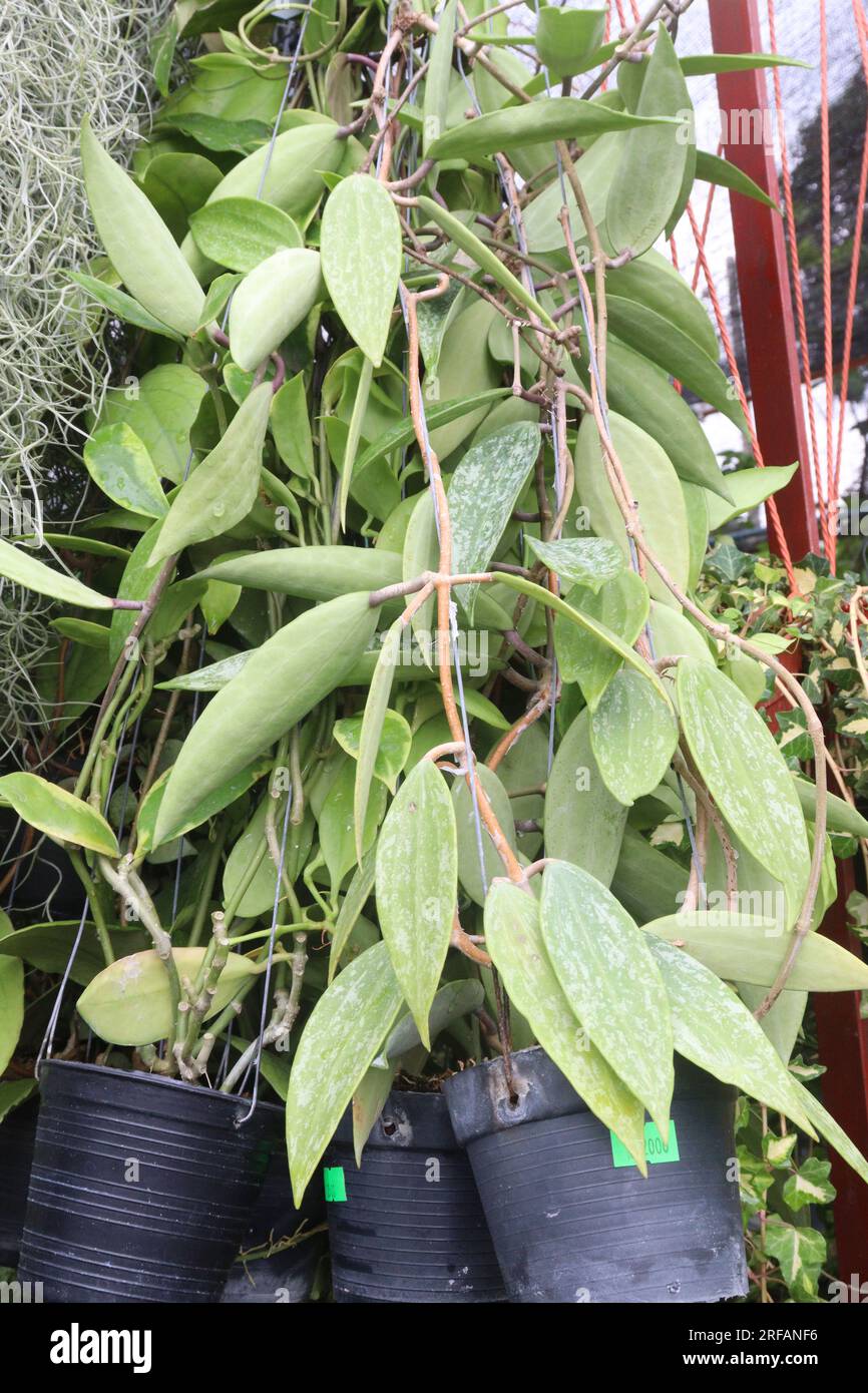 Hoya verticillata leaf tree plant on hanging pot in farm for harvest ...