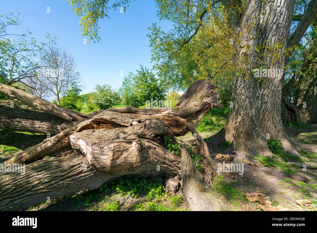 In the midst of the vibrant spring countryside, a fallen old tree ...