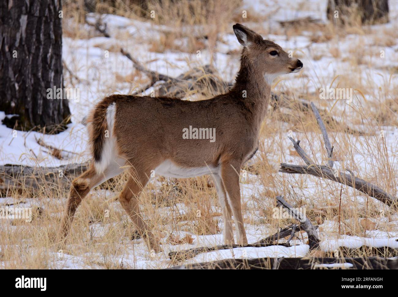 white tailed deer standing in the forest in winter along the wildlife ...
