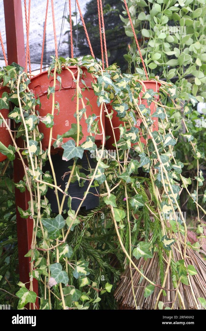 Hedera helix leaf plant on pot in farm for harvest are cash crops Stock ...